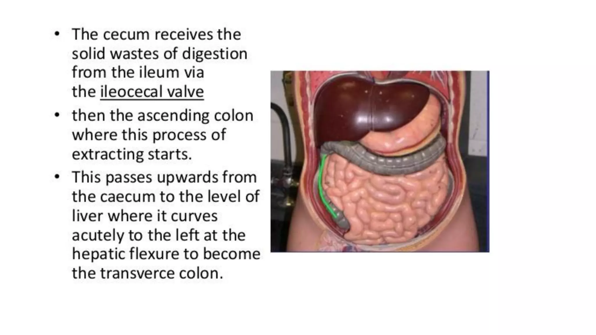 PHYSIOLOGY OF LARGE INTESTINE.pdf | Biological Sciences | Science