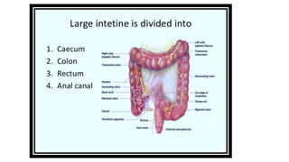 PHYSIOLOGY OF LARGE INTESTINE.pdf | Biological Sciences | Science