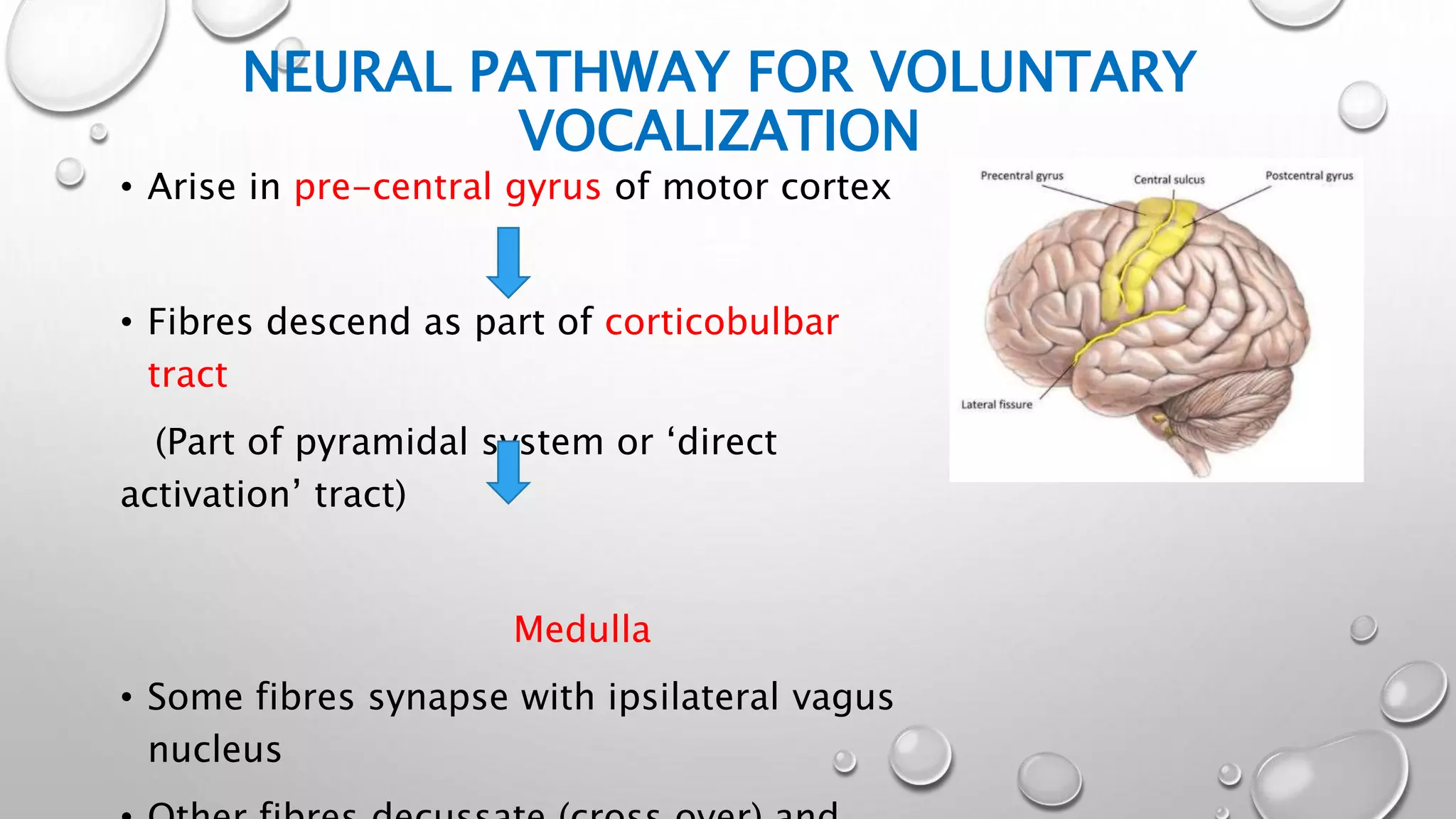 Physiology of larynx AND assessment of laryngeal function | PPTX