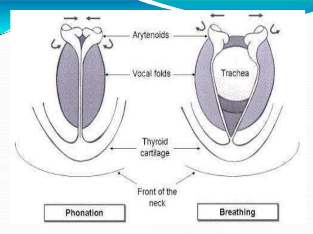 physiology of larynx by Dr. M V Harika.pptx