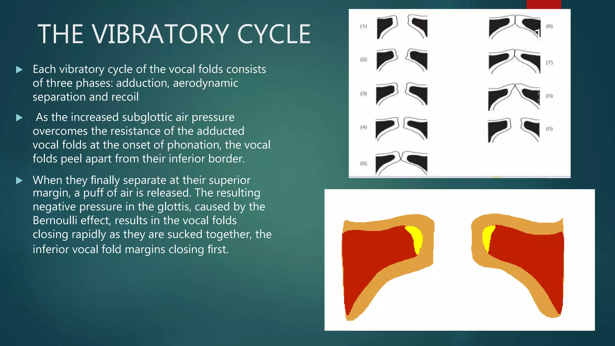 Physiology of larynx& theories of voice production(dr.ravindra ...