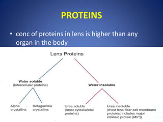 Physiology of lens and cataractogenesis sivateja | PPTX