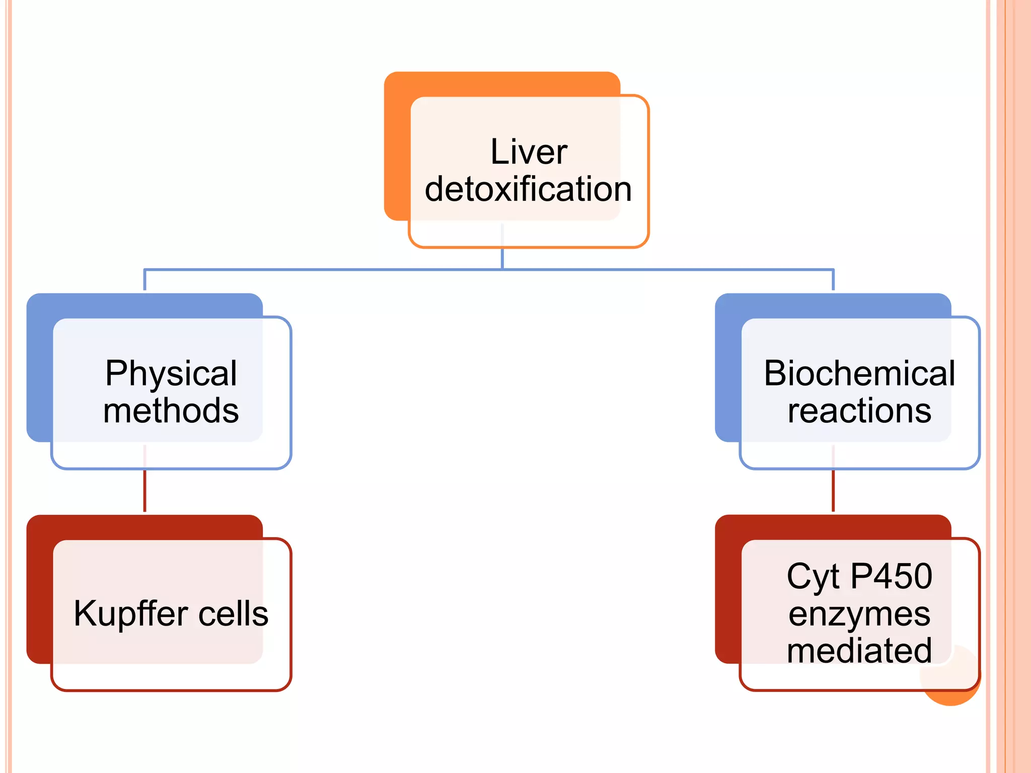 Physiology of liver | PPTX