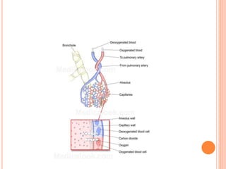 Physiology of lung | PPTX