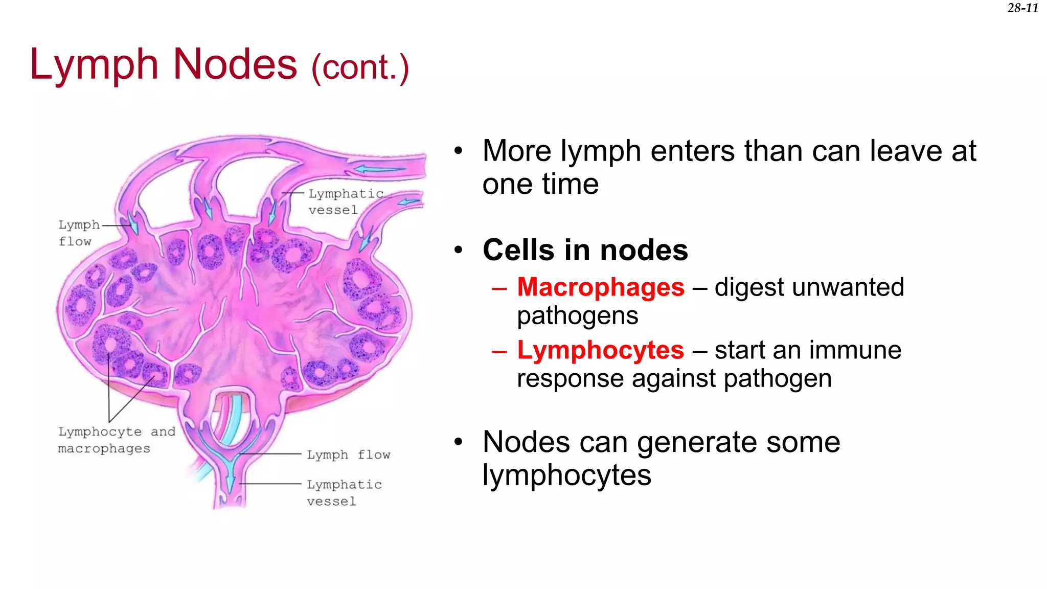 physiology of lymphatic and immune system.ppt