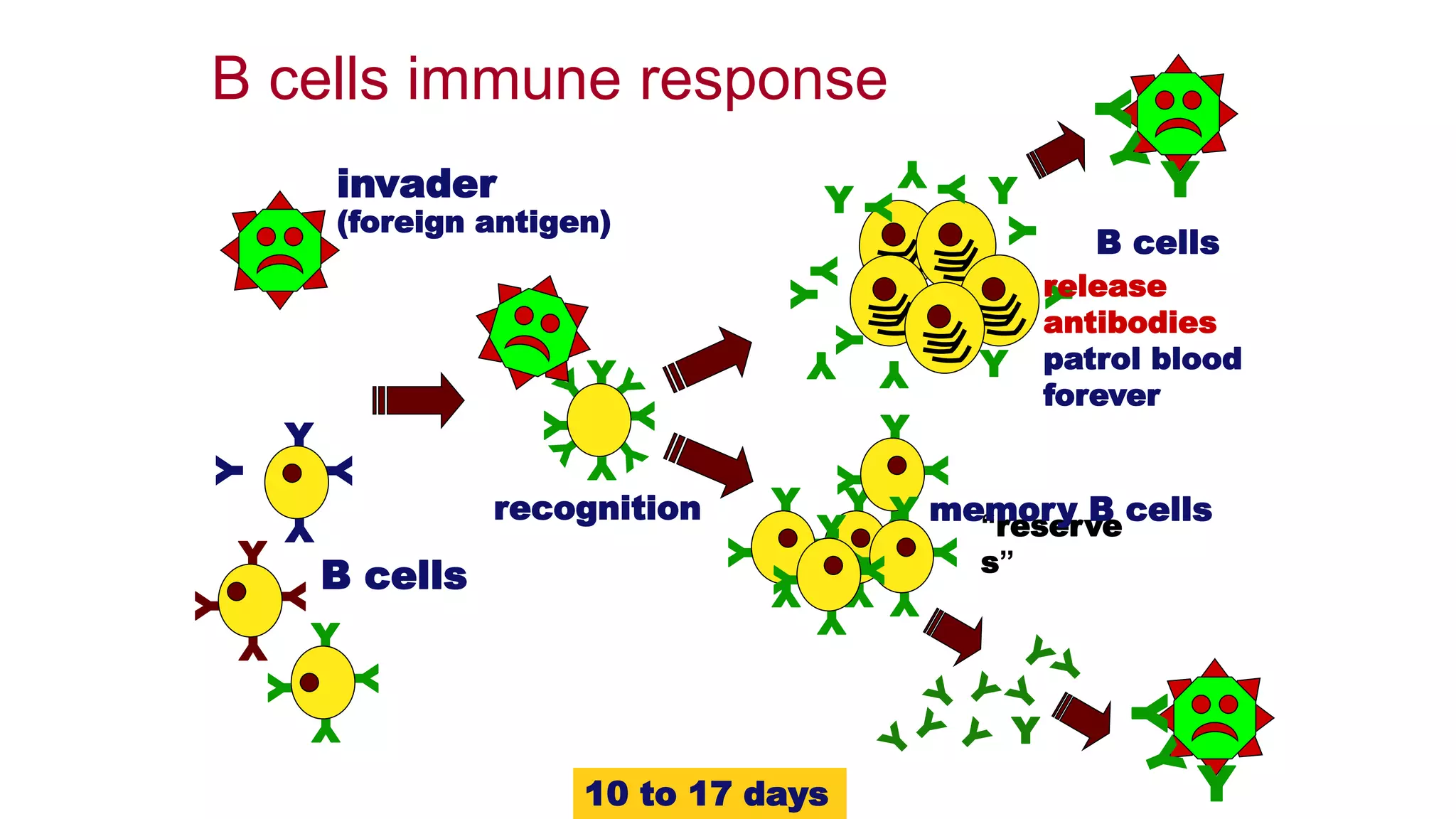 physiology of lymphatic and immune system.ppt