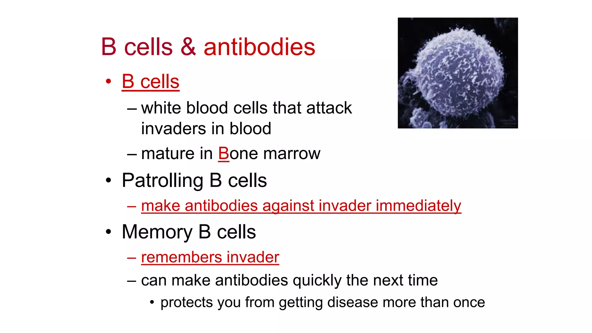 physiology of lymphatic and immune system.ppt