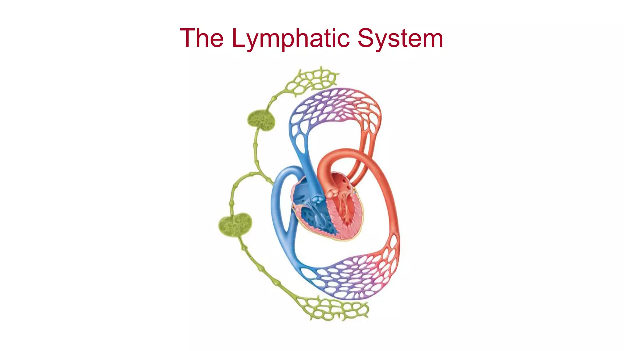 physiology of lymphatic and immune system.ppt