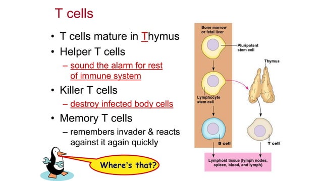physiology of lymphatic and immune system.ppt