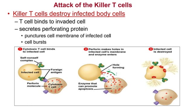 physiology of lymphatic and immune system.ppt