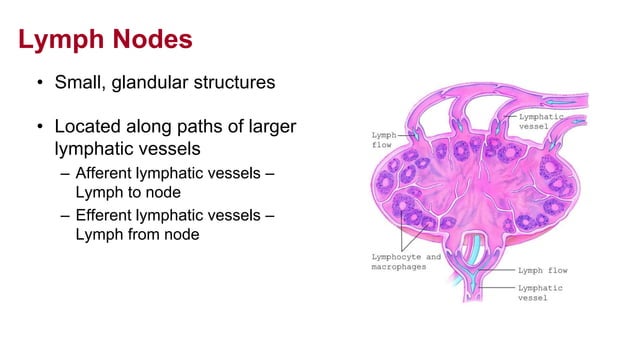 physiology of lymphatic and immune system.ppt