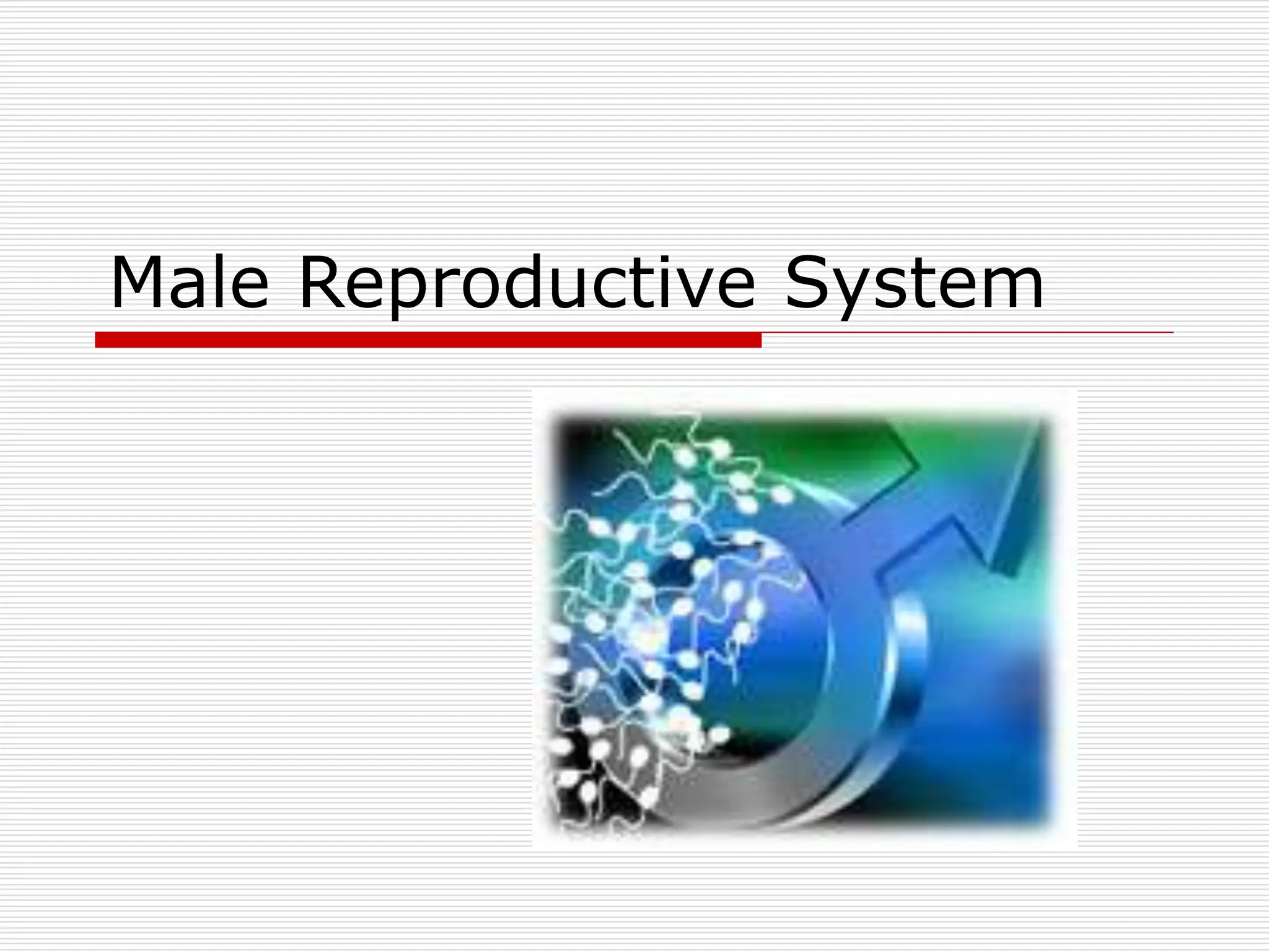 physiology of Male Reproductive System.ppt