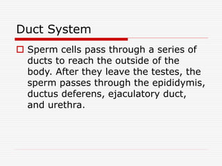 physiology of Male Reproductive System.ppt