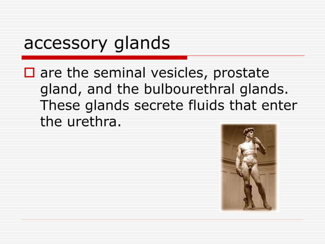physiology of Male Reproductive System.ppt