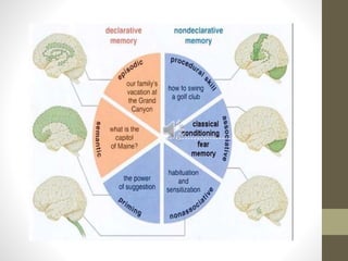 Physiology of memory | PPTX
