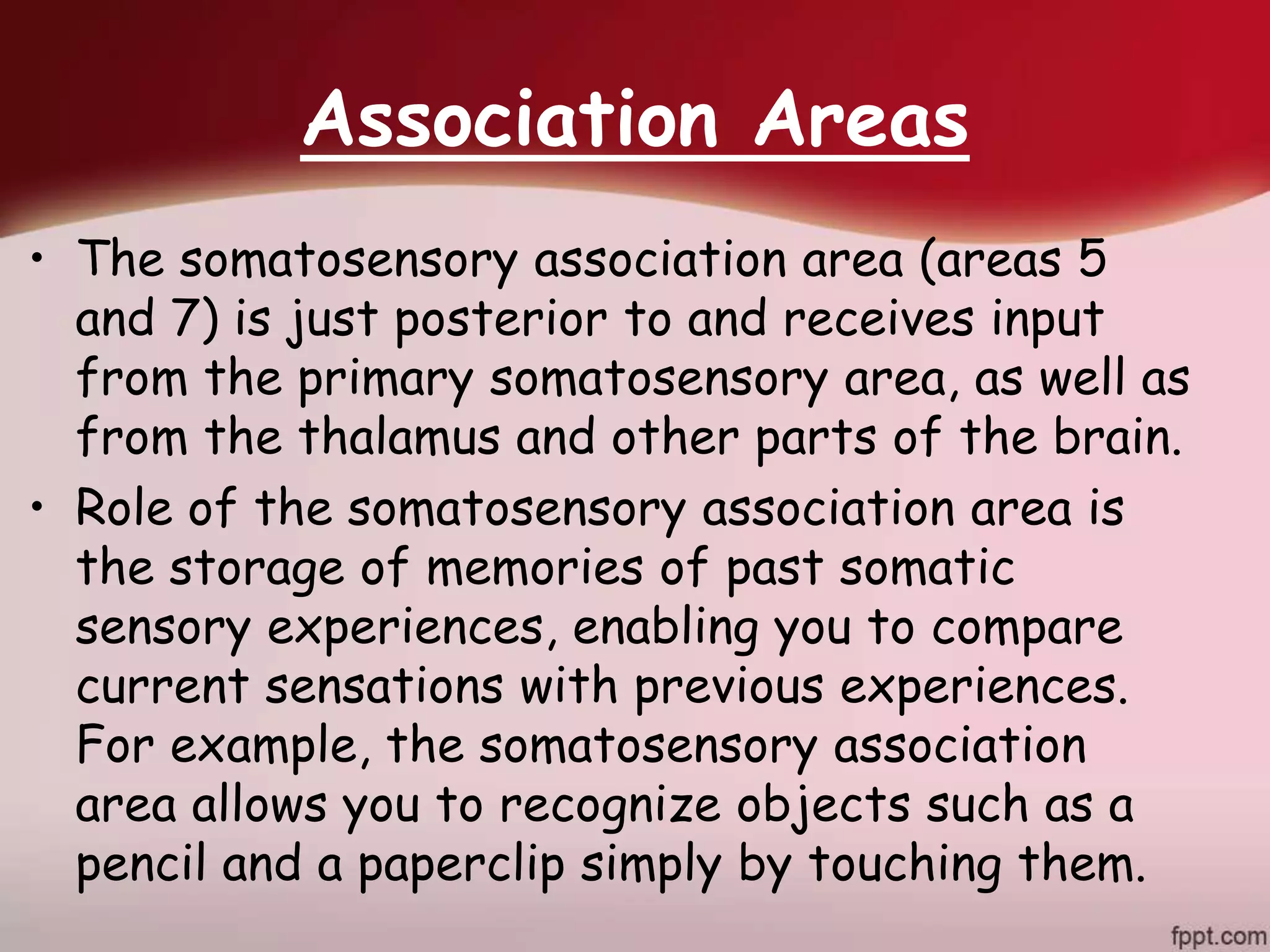 Physiology of memory | PPT