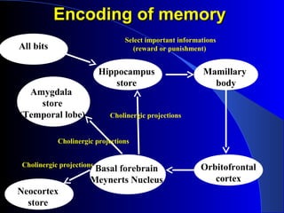 Physiology of memory and learning | PPT