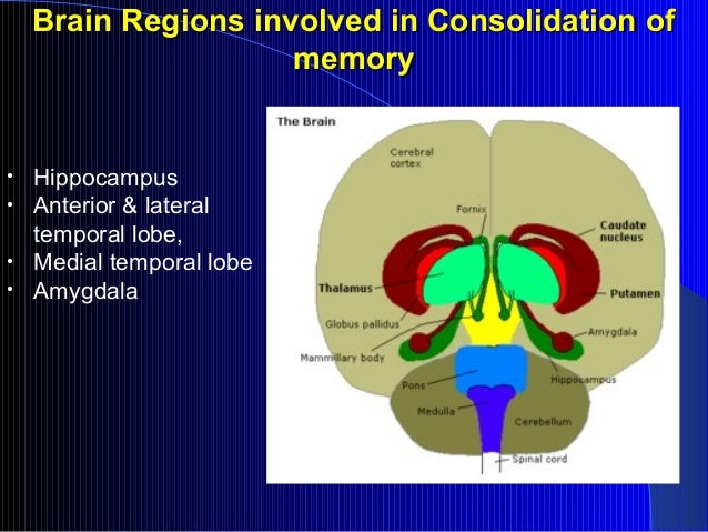 Physiology of memory and learning