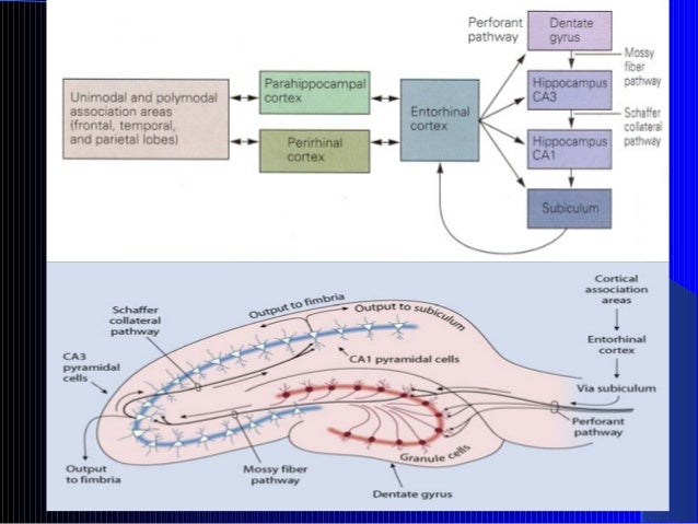 Physiology of memory and learning