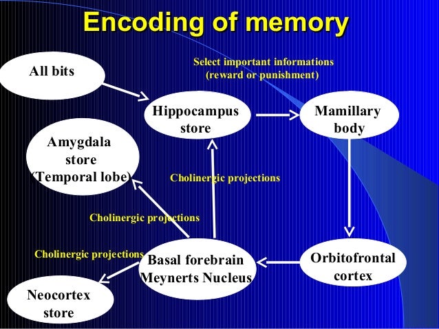 Physiology of memory and learning