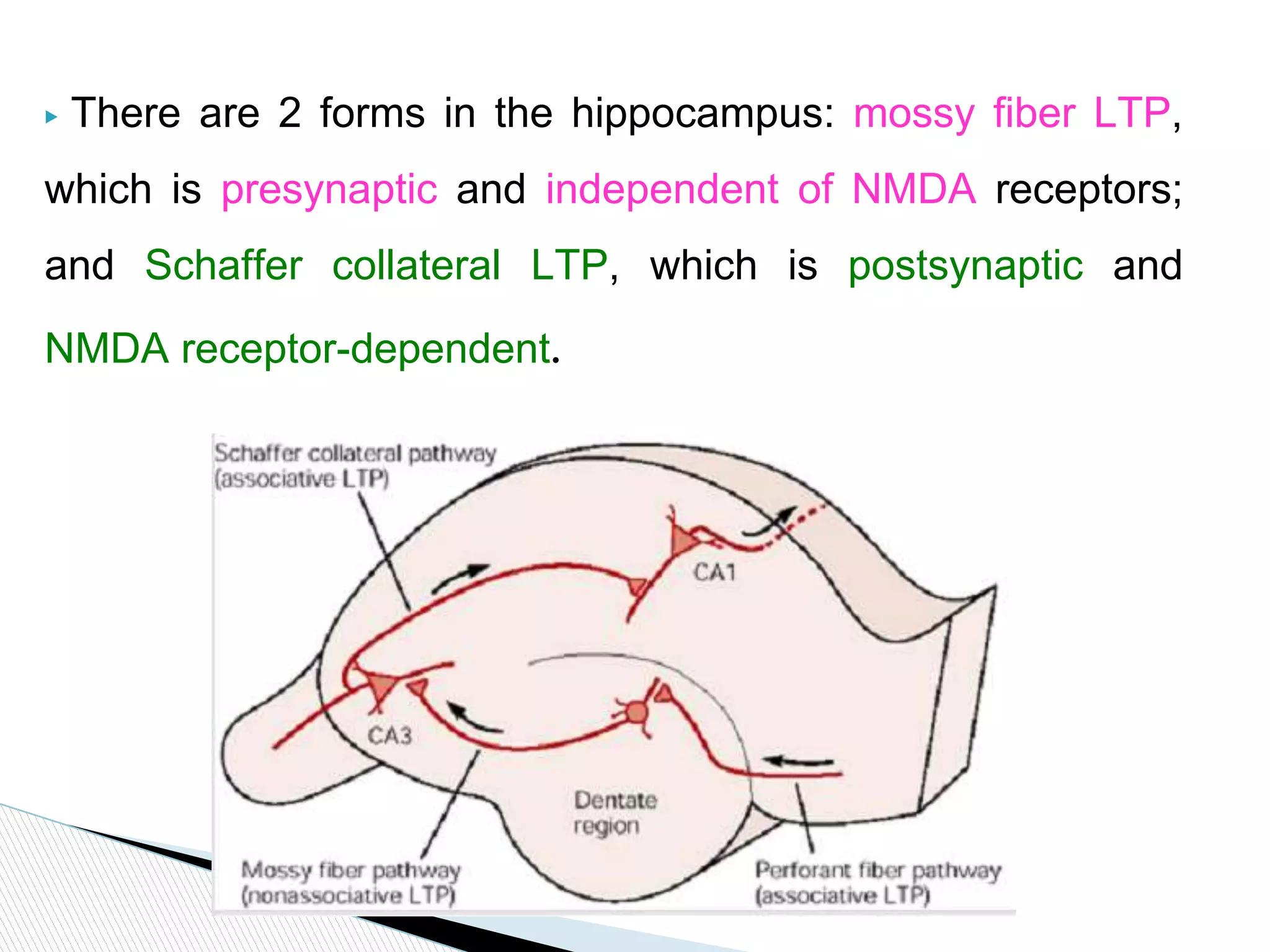 Physiology of memory & learning. | PPTX