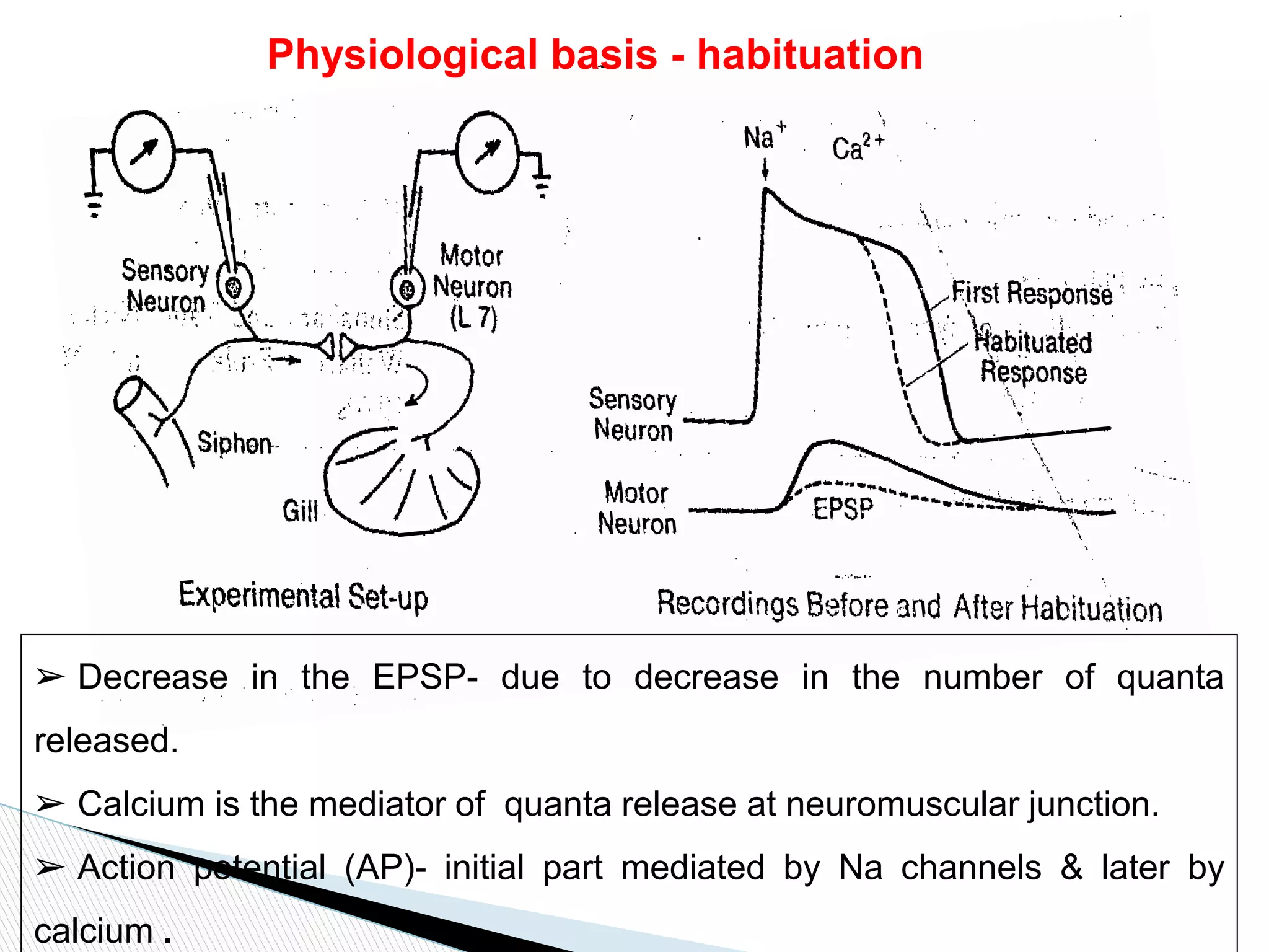 Physiology of memory & learning. | PPTX