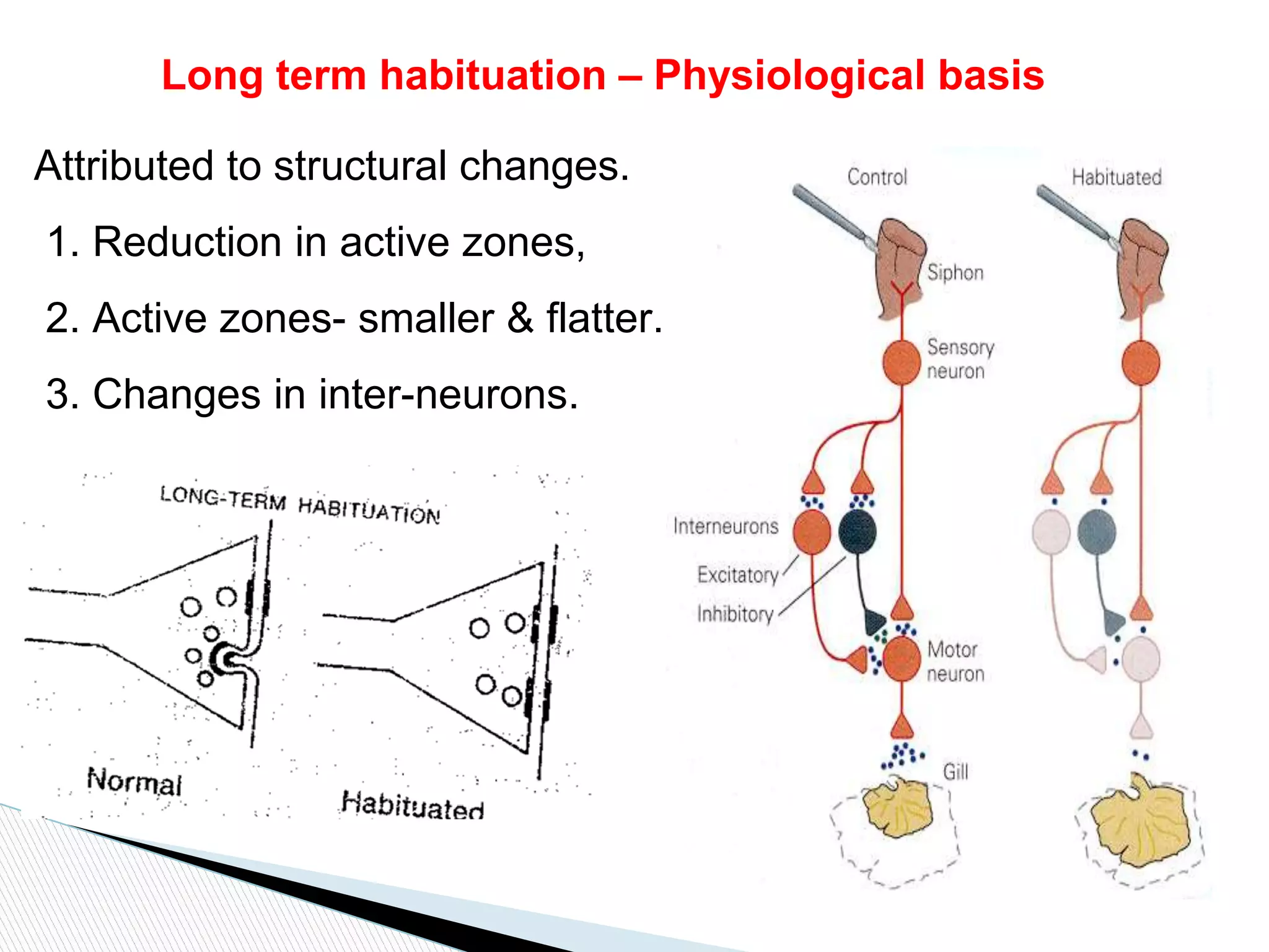 Physiology of memory & learning. | PPTX