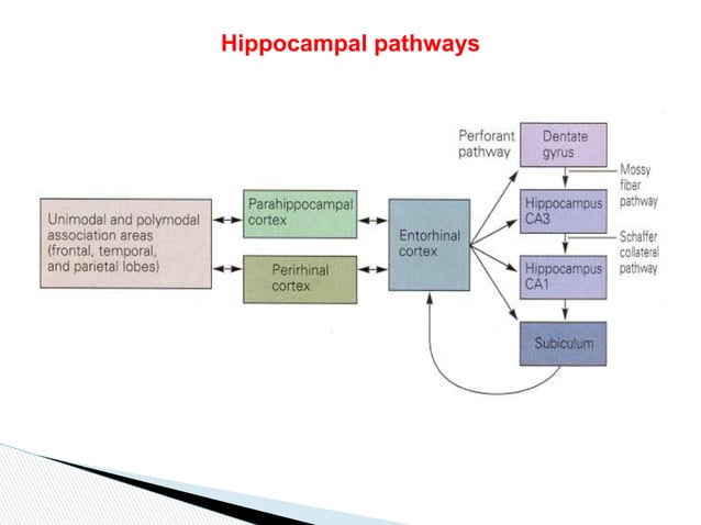Physiology of memory & learning. | PPTX