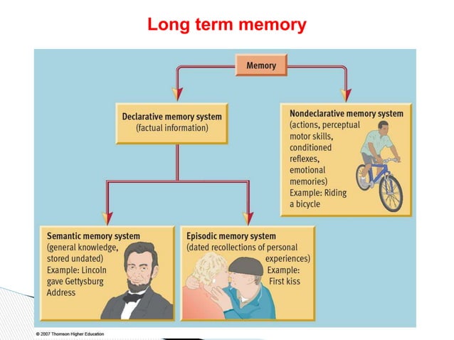 Physiology of memory & learning. | PPTX