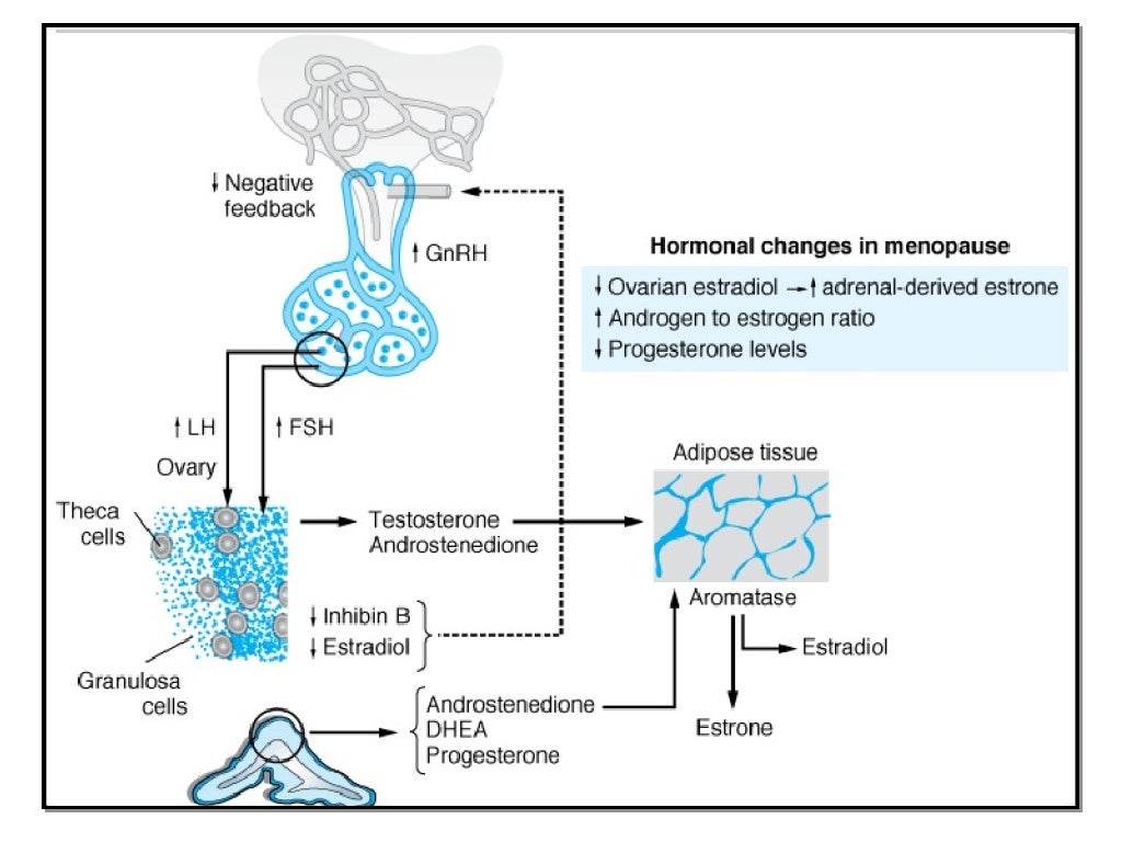 Physiology of Menopause