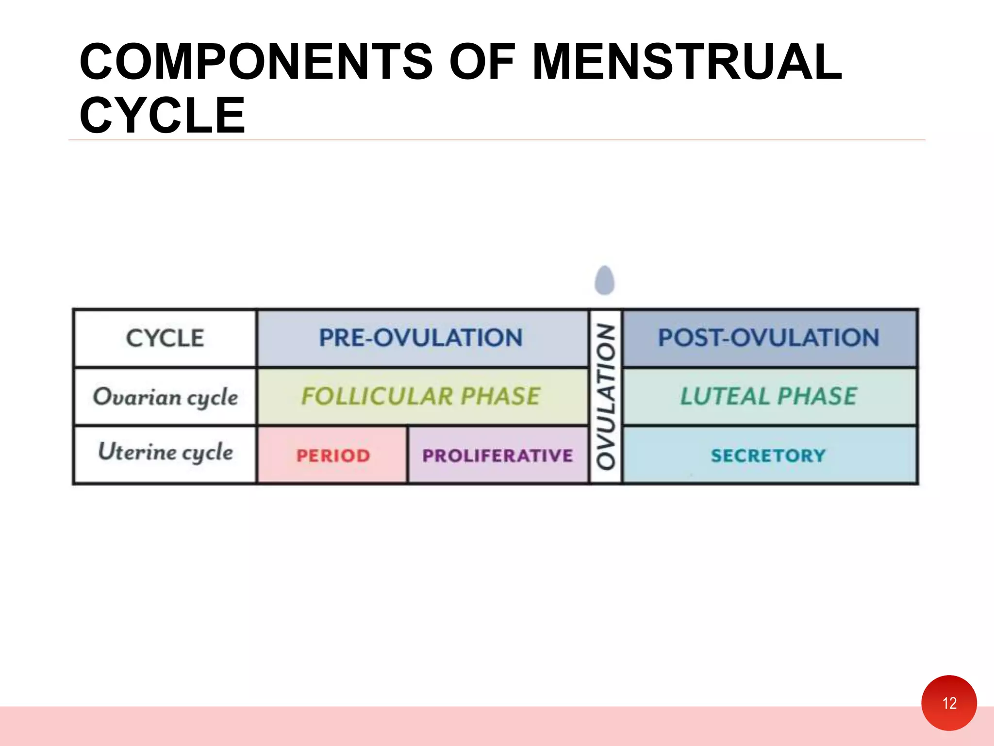 Physiology Of Menstrual Cycle Pptx