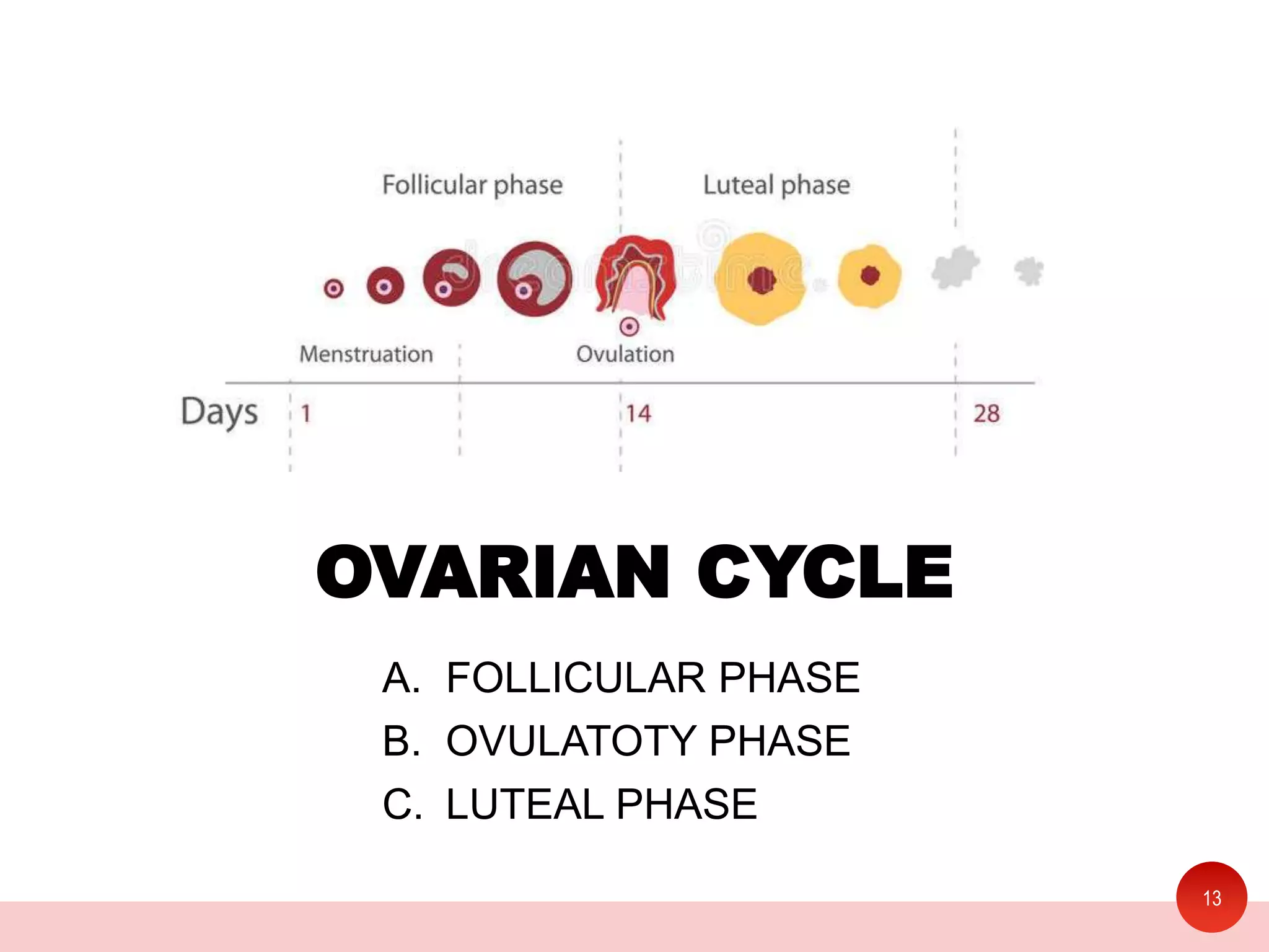 Physiology of Menstrual Cycle. | PPTX