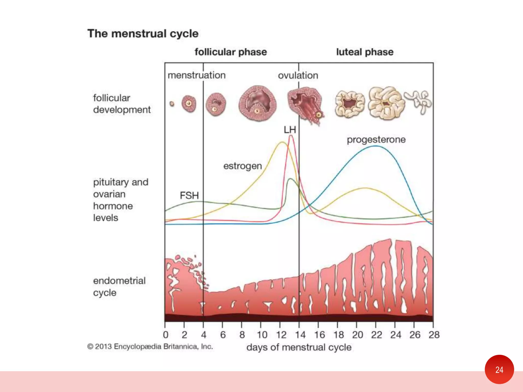 Physiology of Menstrual Cycle. | PPTX