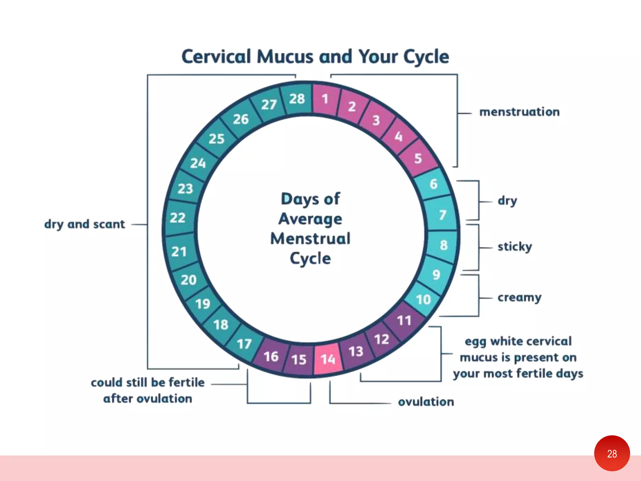 Physiology of Menstrual Cycle. | PPTX
