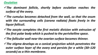 Physiology of menstrual cycle | PPTX