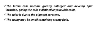 Physiology of menstrual cycle | PPTX