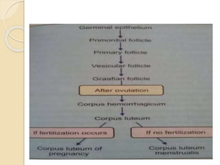 Physiology of menstrual cycle.pptx