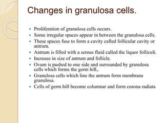 Physiology of menstrual cycle.pptx