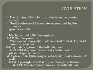 Physiology of Menstrual Cycle (MBBS UG Lecture) | PDF