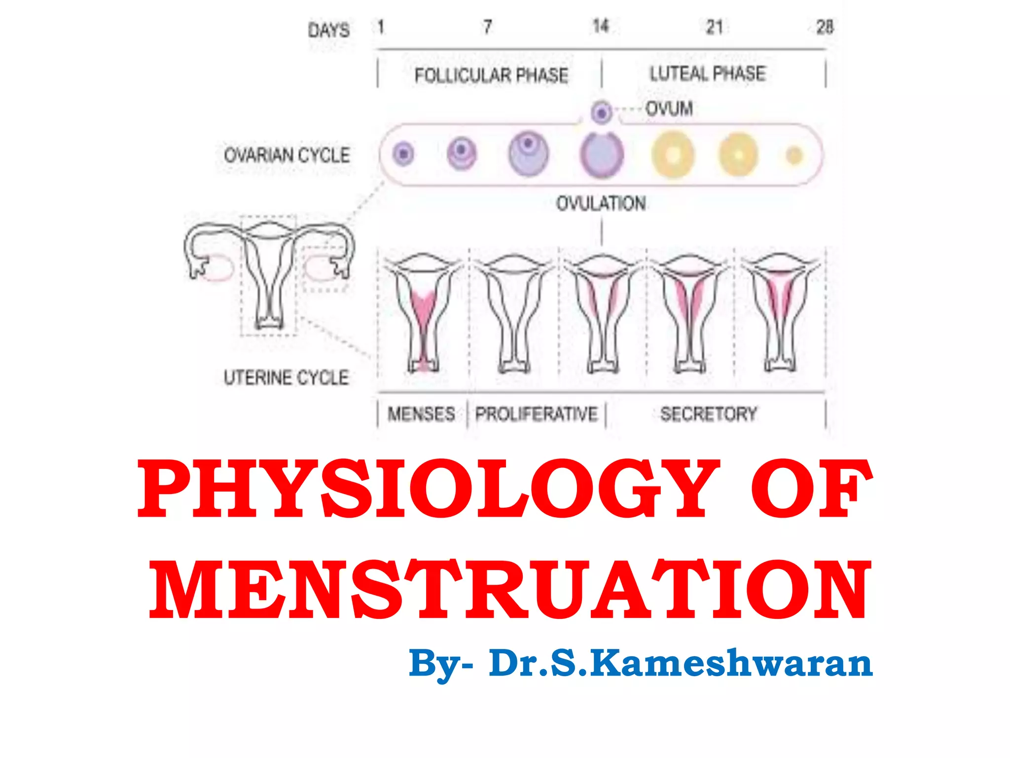 Physiology of menstruation - Female Reproductive System - B.Pharm ...