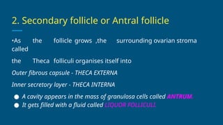 Physiology of Menstruation.pptx obstetrics | PPTX