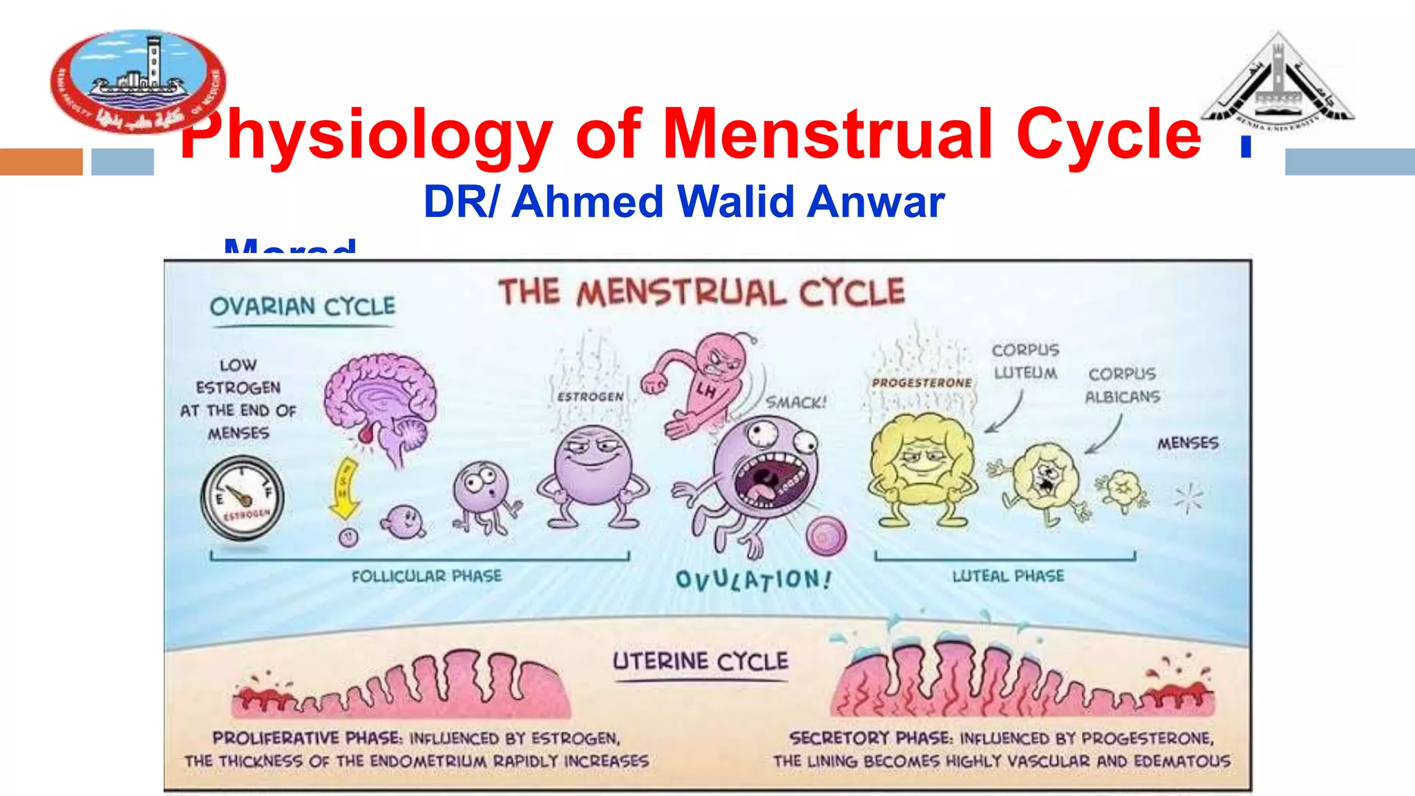 Physiology of Menstrual Cycle dr Ahmed Walid Anwar Morad | PPTX