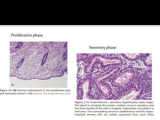 physiology of menstruation litty ppt.pptx