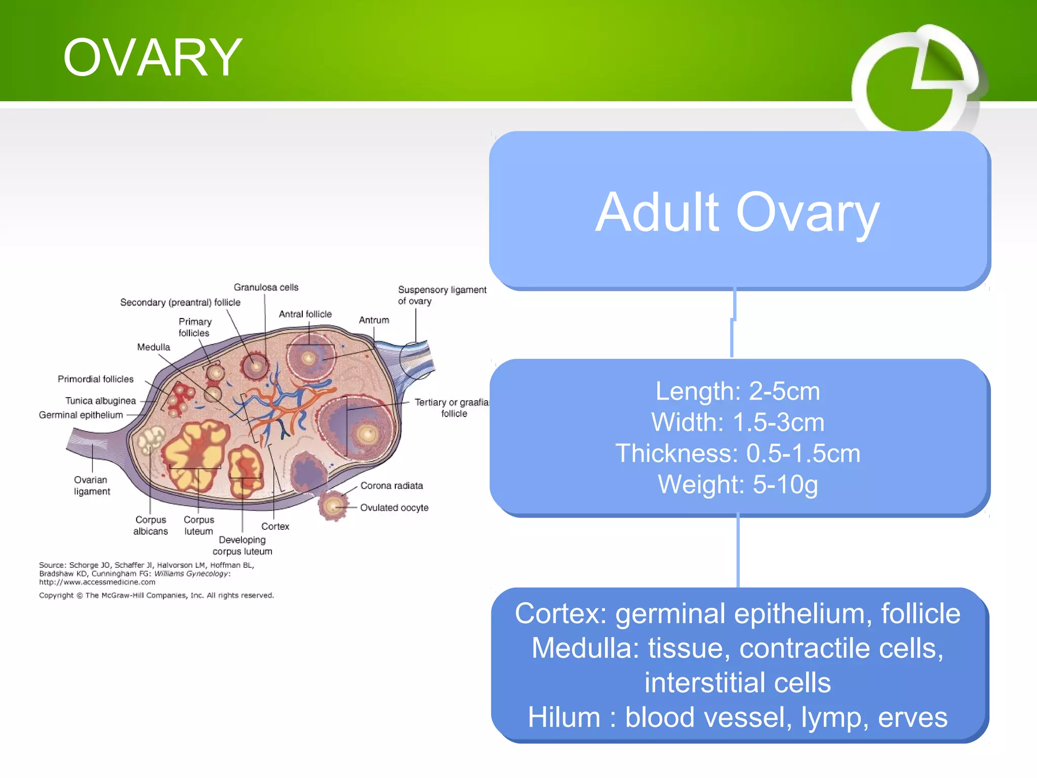 Physiology of Menstruation | PPT