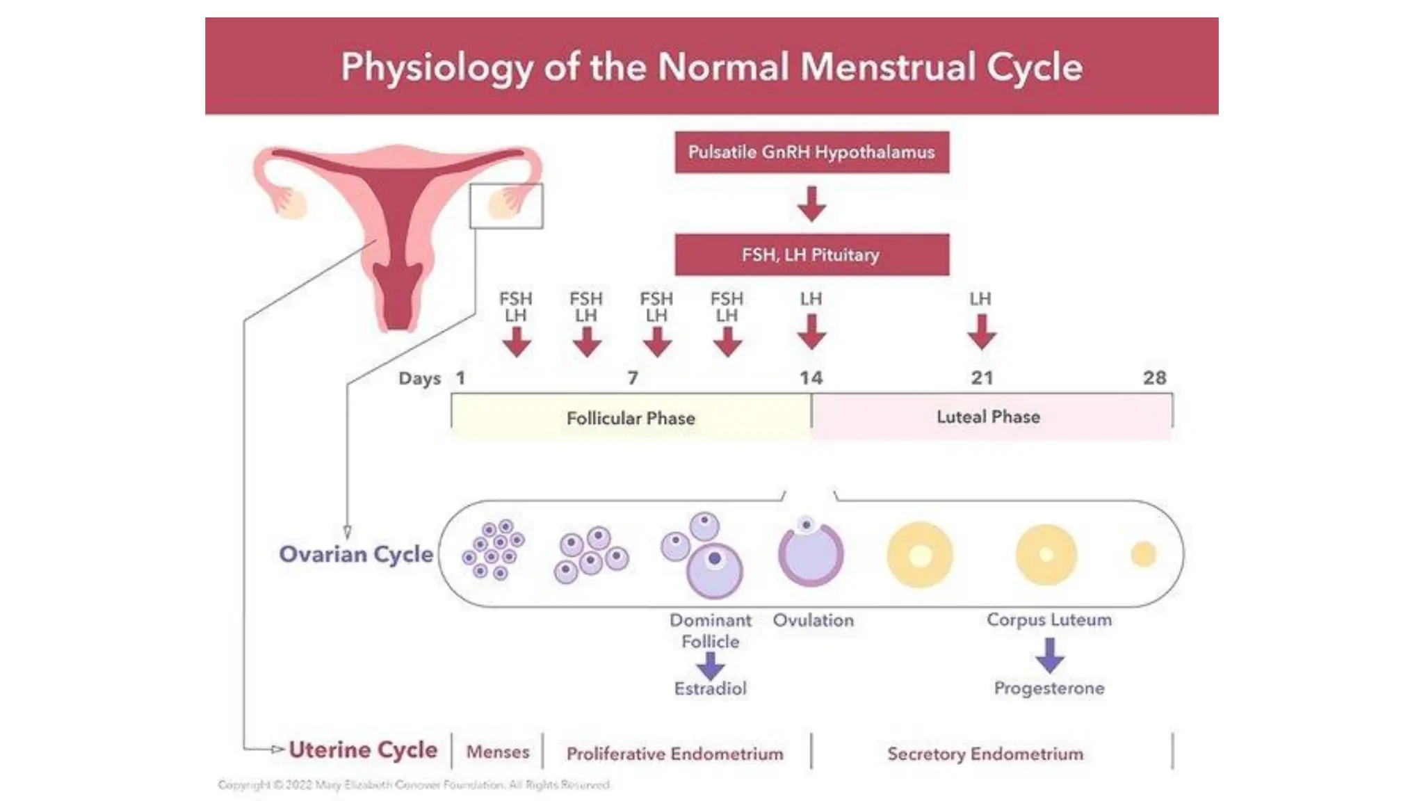 Physiology of Menstration and Ovarian Cycle | PDF