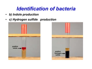 PHYSIOLOGY OF MICROORGANISMS-2012.ppt