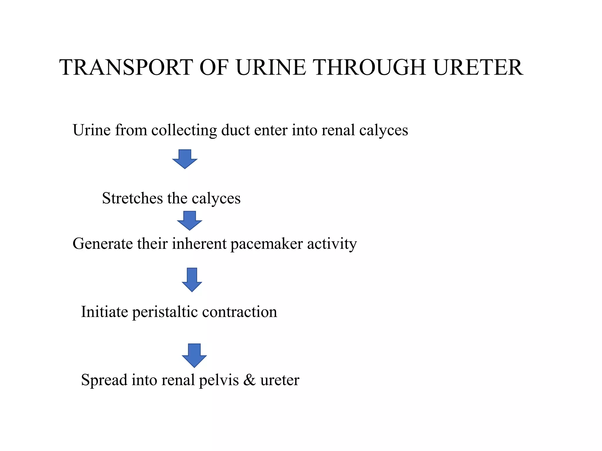 Physiology of micturition | PPTX