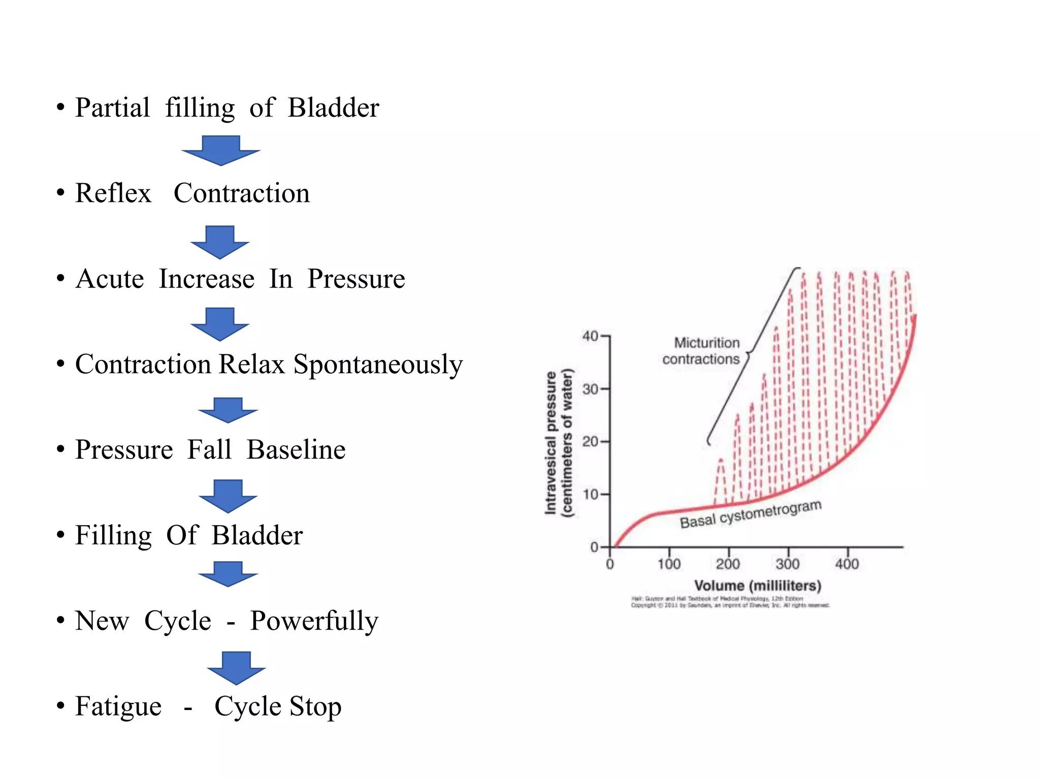 Physiology of micturition | PPTX