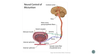 PHYSIOLOGY OF MICTURITION AND ITS DISORDERS.pptx