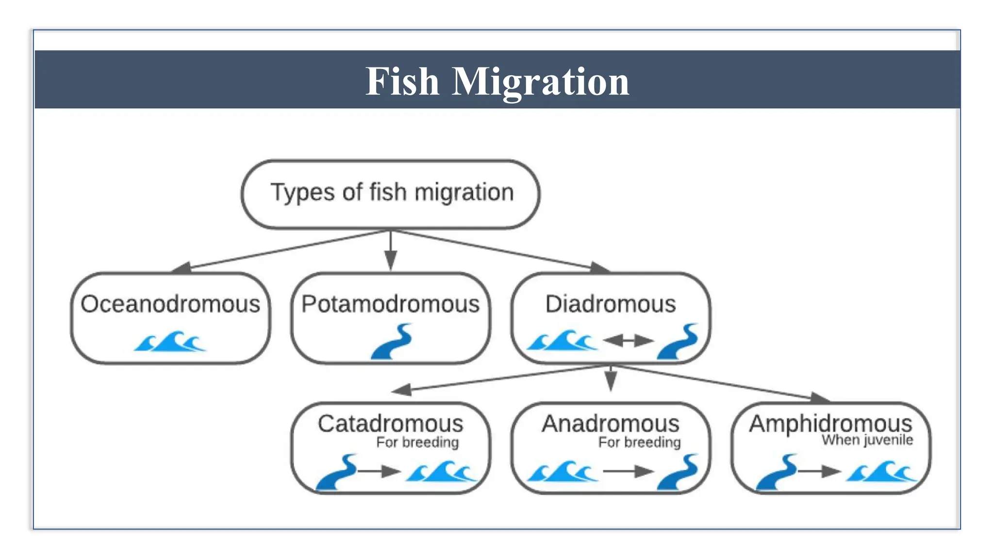 Physiology of Migration and Behaviour in Fish.pptx